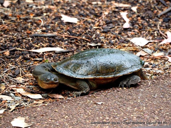 Friends of the Western Swamp Tortoise - Urban Bushland Council WA