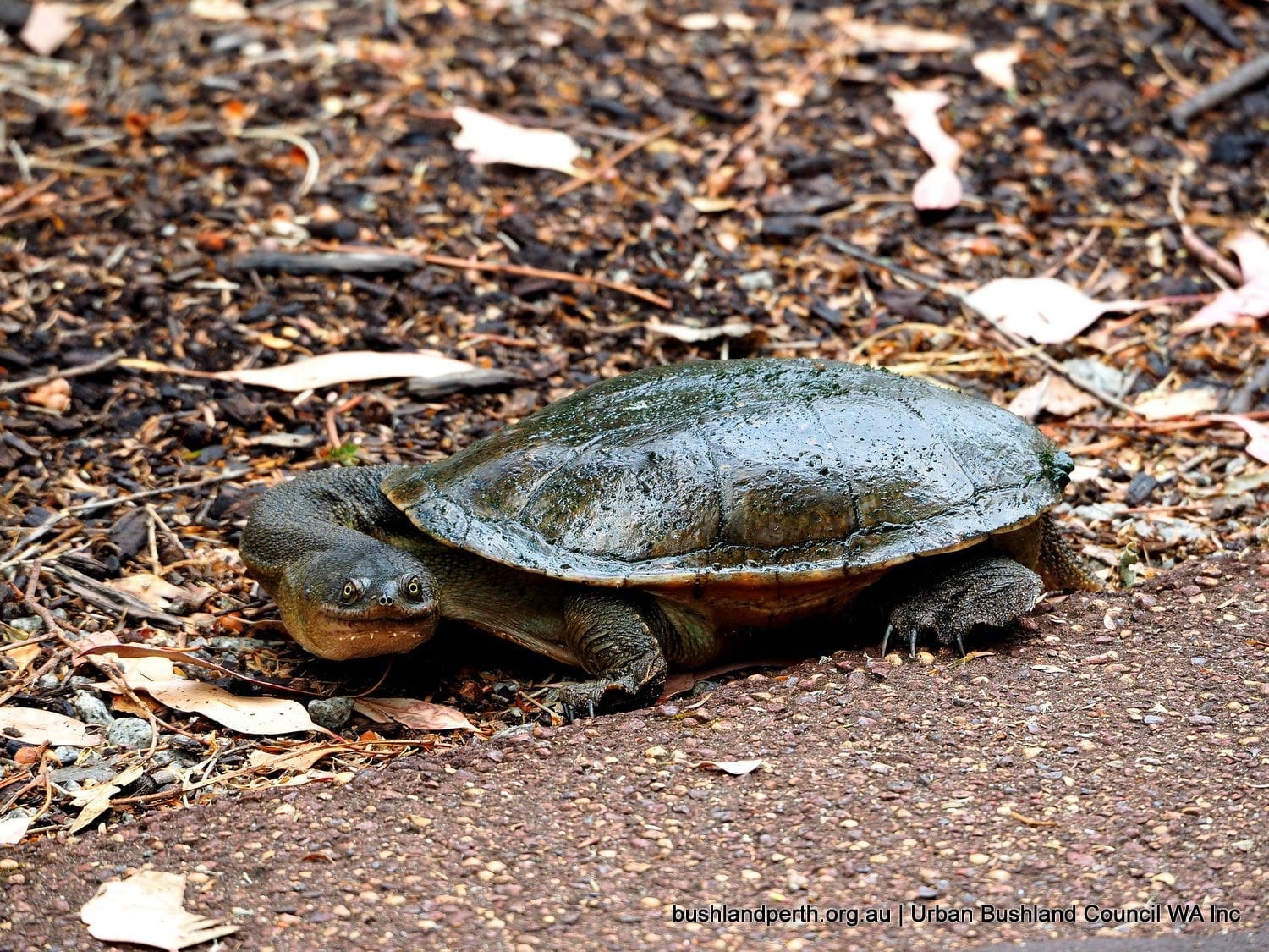 Friends of the Western Swamp Tortoise - Urban Bushland Council WA