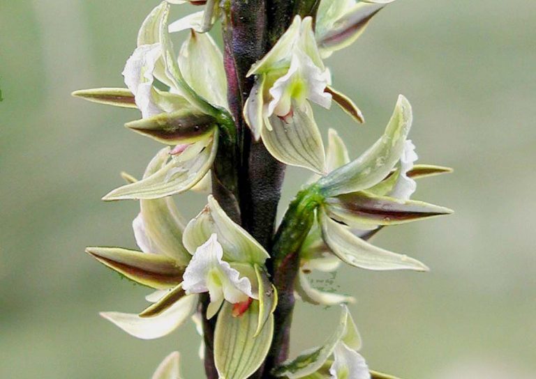WA Native Orchid Study & Conservation Group - Urban Bushland Council WA