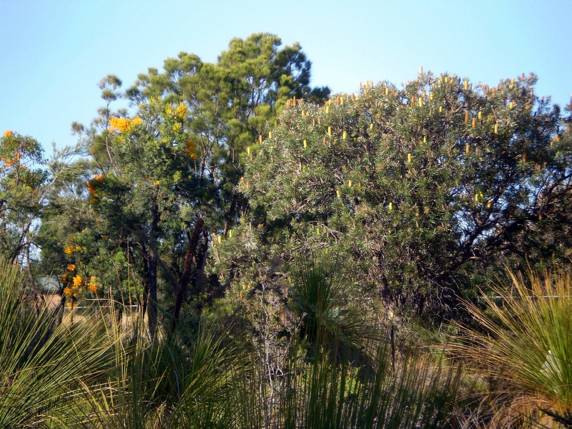 Friends of Inglewood Triangle - Urban Bushland Council WA