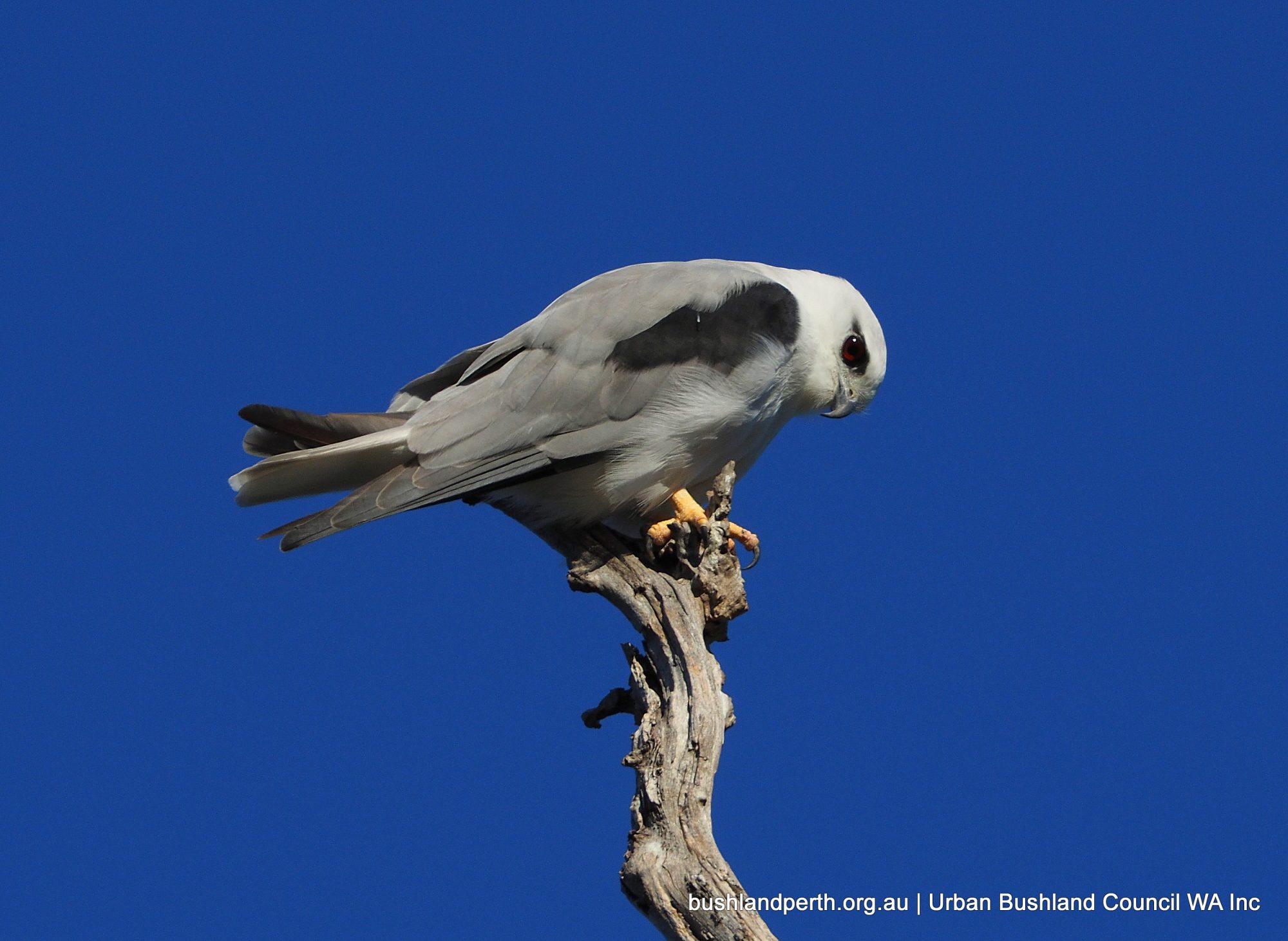 Our Fantastic Bushland Birds - Urban Bushland Council WA