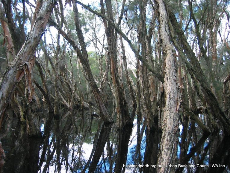 Friends of Paganoni Swamp - Urban Bushland Council WA