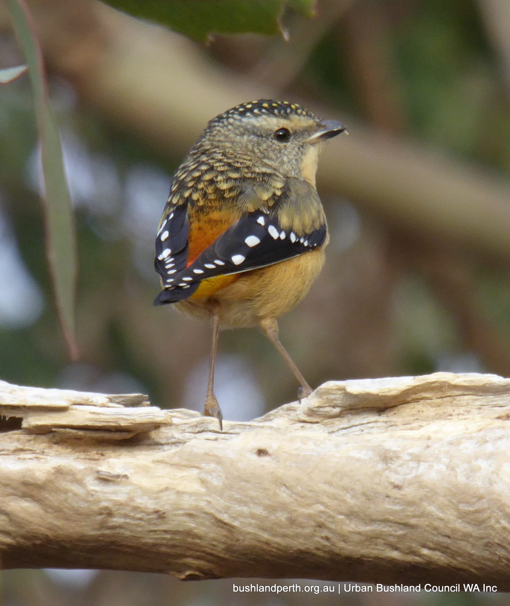 Queens Park Bushland - Urban Bushland Council WA
