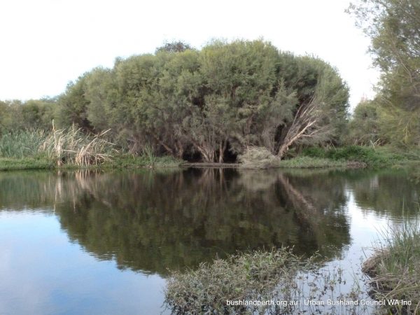 Urban Bushland Council WA