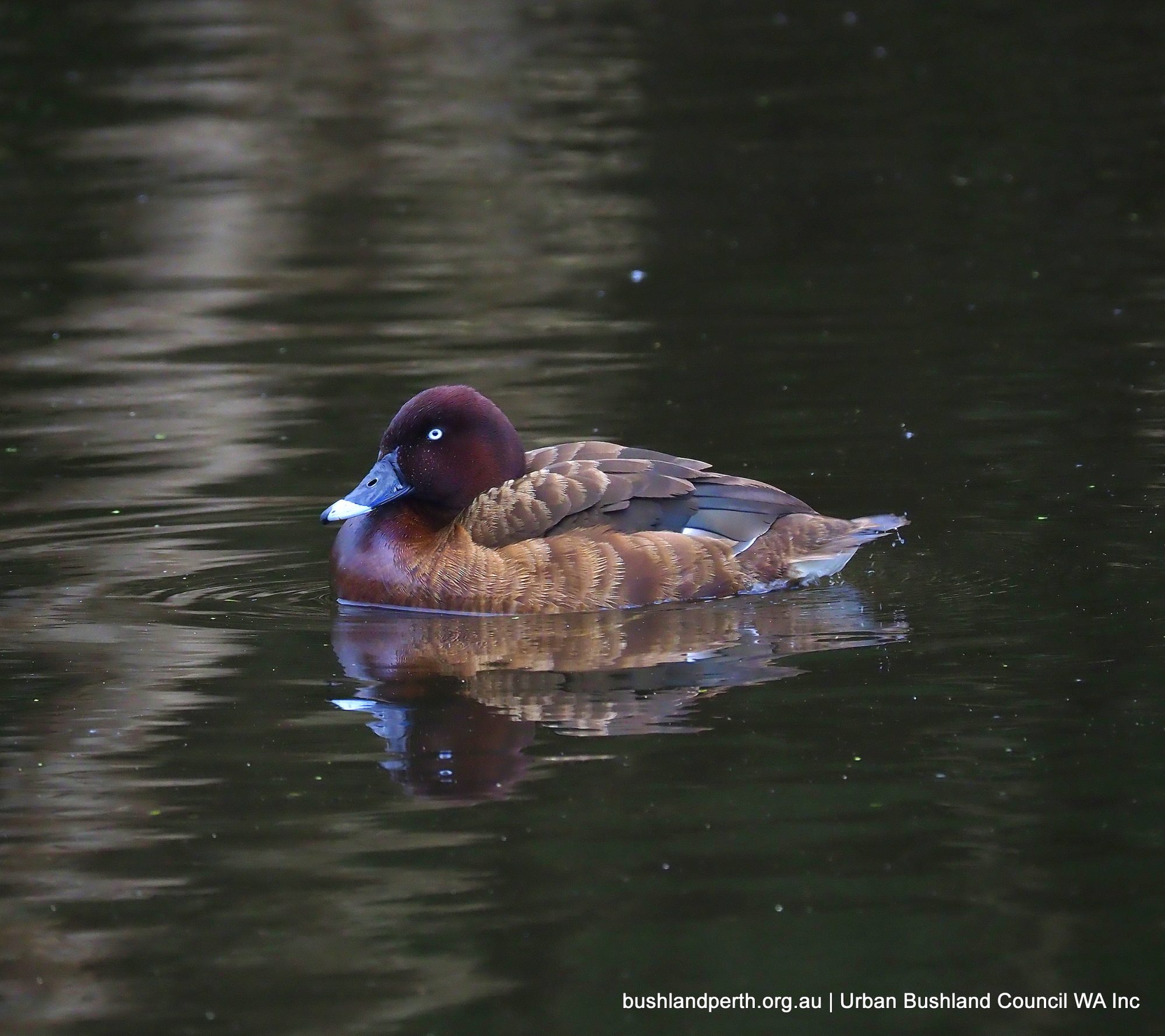 Our Fantastic Shore and Wetland Birds - Urban Bushland Council WA