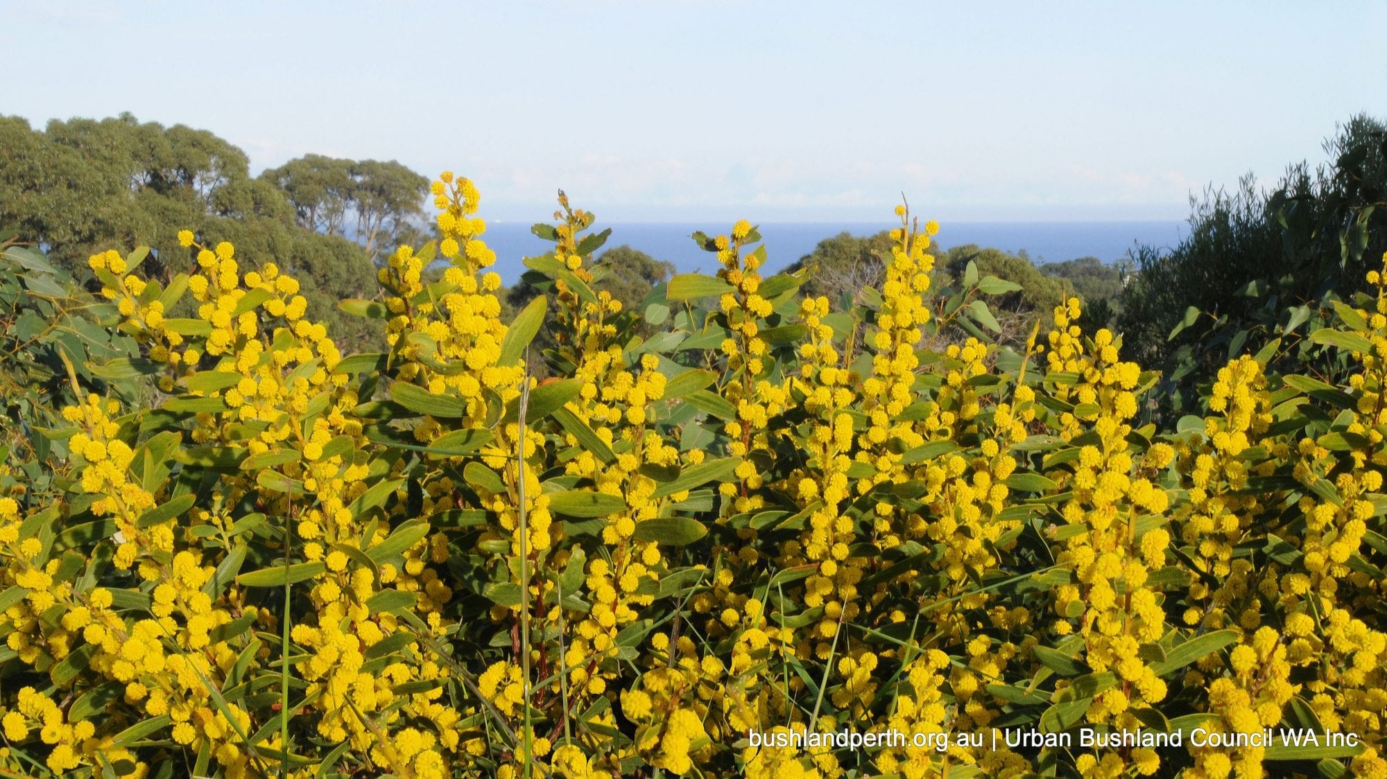 Urban Bushland Council WA