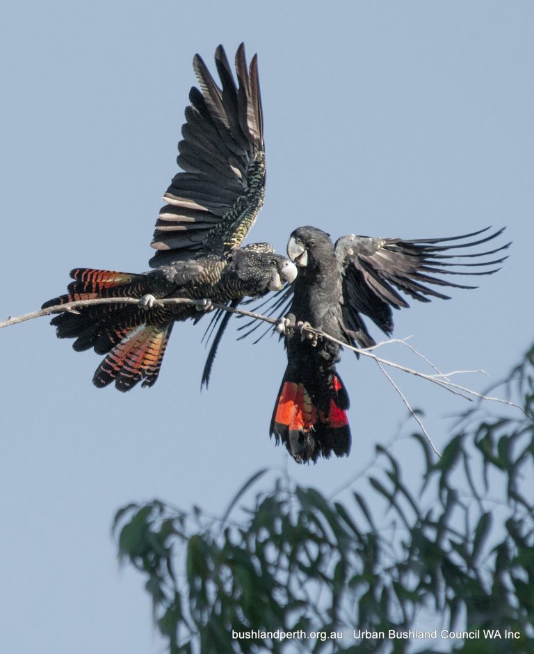 Secure Black Cockatoo Habitat - Urban Bushland Council WA