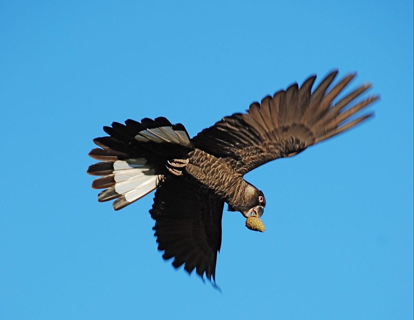 Great Cocky Count 2018 - Urban Bushland Council WA