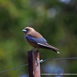 Our Fantastic Bushland Birds - Urban Bushland Council WA