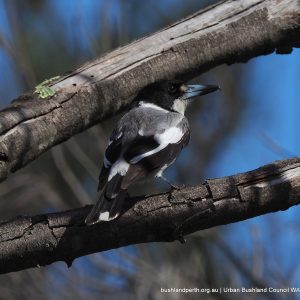 Our Fantastic Bushland Birds - Urban Bushland Council WA