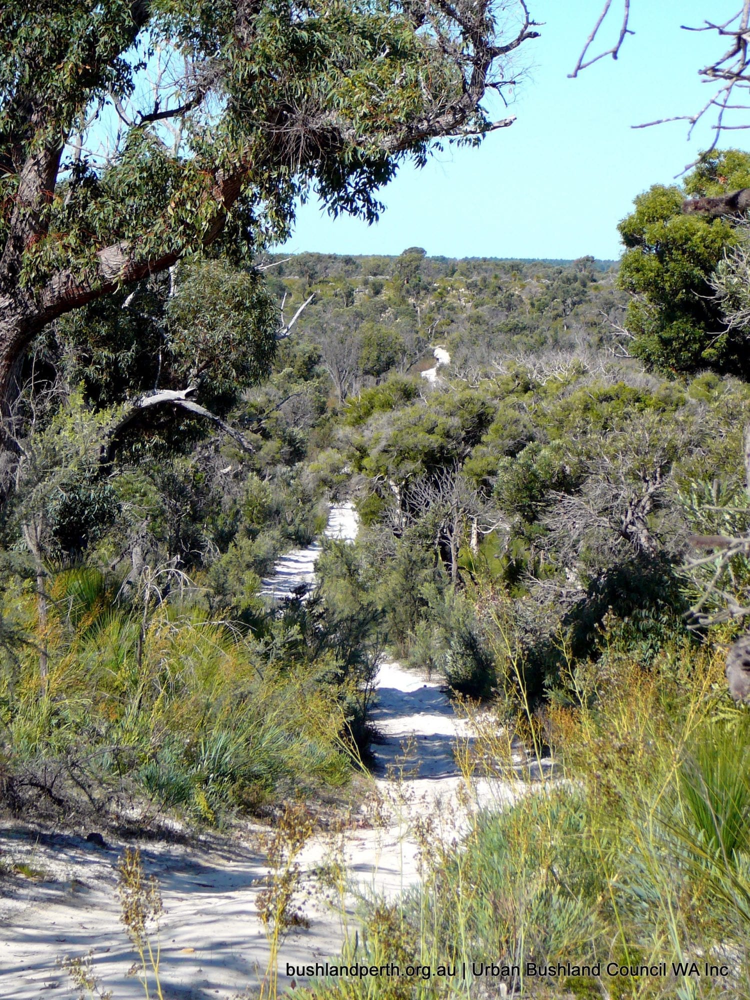 Policies and Processes critical to Bush Forever - Urban Bushland Council WA