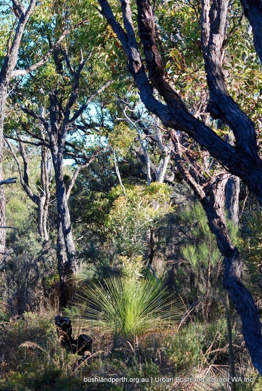 Save Underwood Avenue Bushland - Urban Bushland Council WA