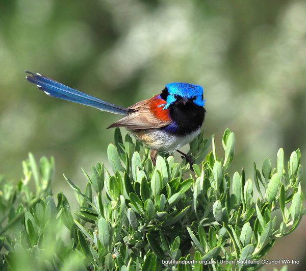 Our Fantastic Bushland Birds - Urban Bushland Council WA