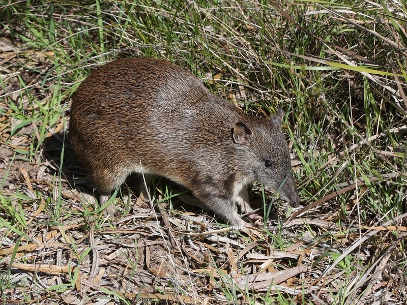 Ken Hurst Park - Urban Bushland Council WA