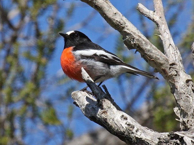 Ken Hurst Park - Urban Bushland Council WA