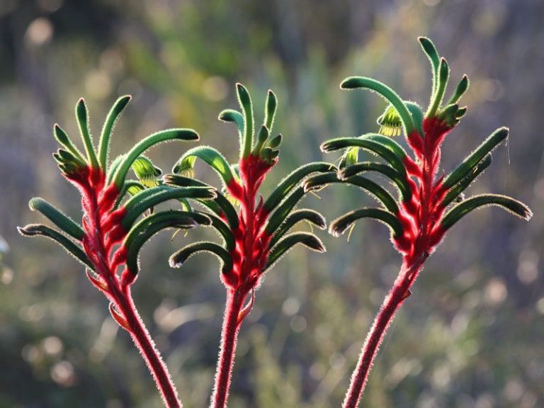 Ken Hurst Park - Urban Bushland Council WA
