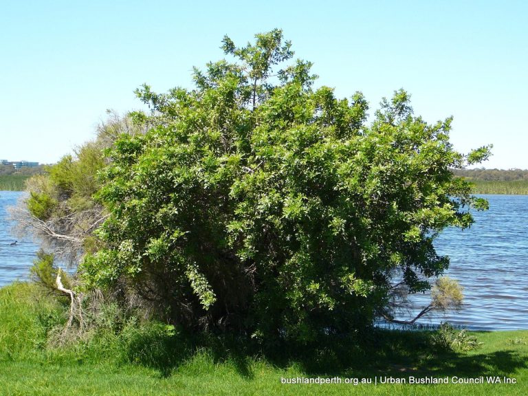 Brazilian Pepper Tree - Urban Bushland Council WA
