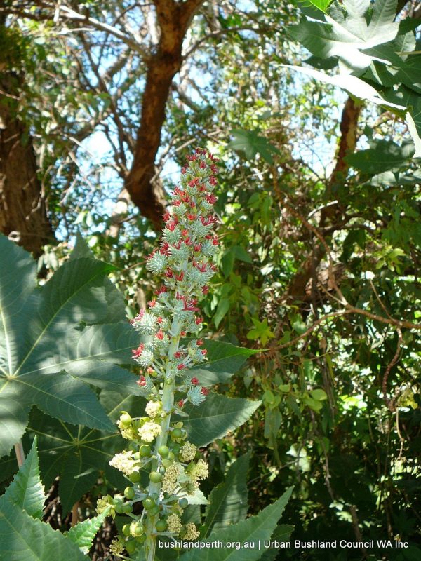 Castor Oil Plant - Urban Bushland Council WA