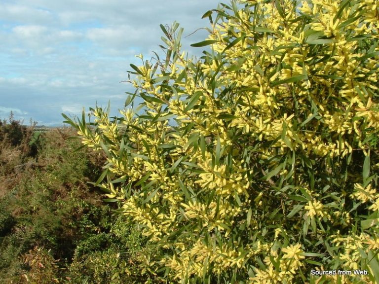 Sydney Golden Wattle - Urban Bushland Council WA