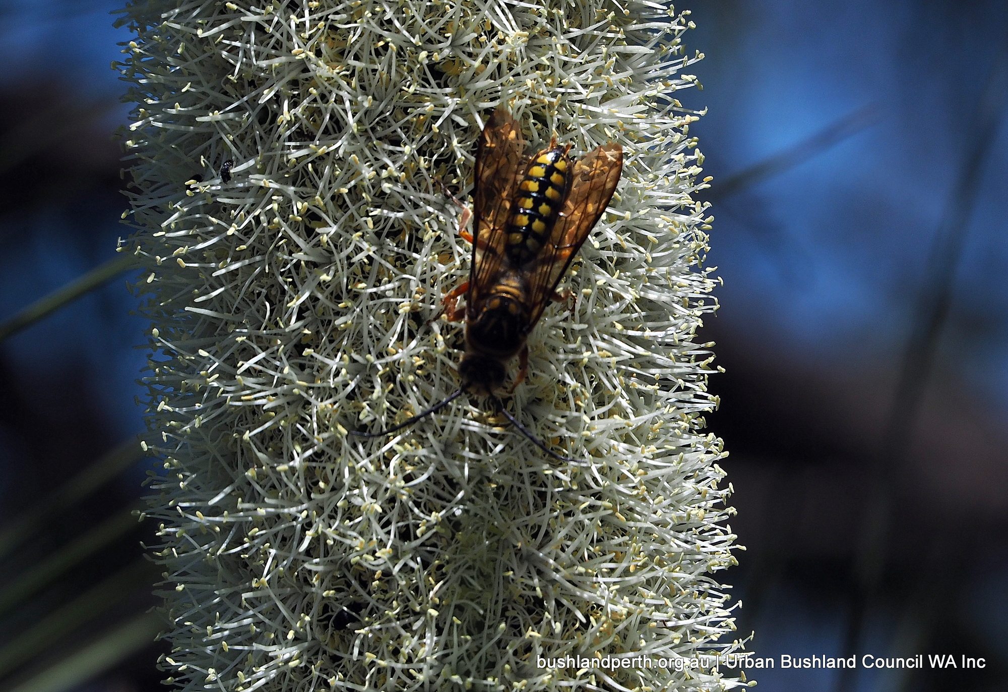 Our Wonderful Bushland Invertebrates - Urban Bushland Council WA