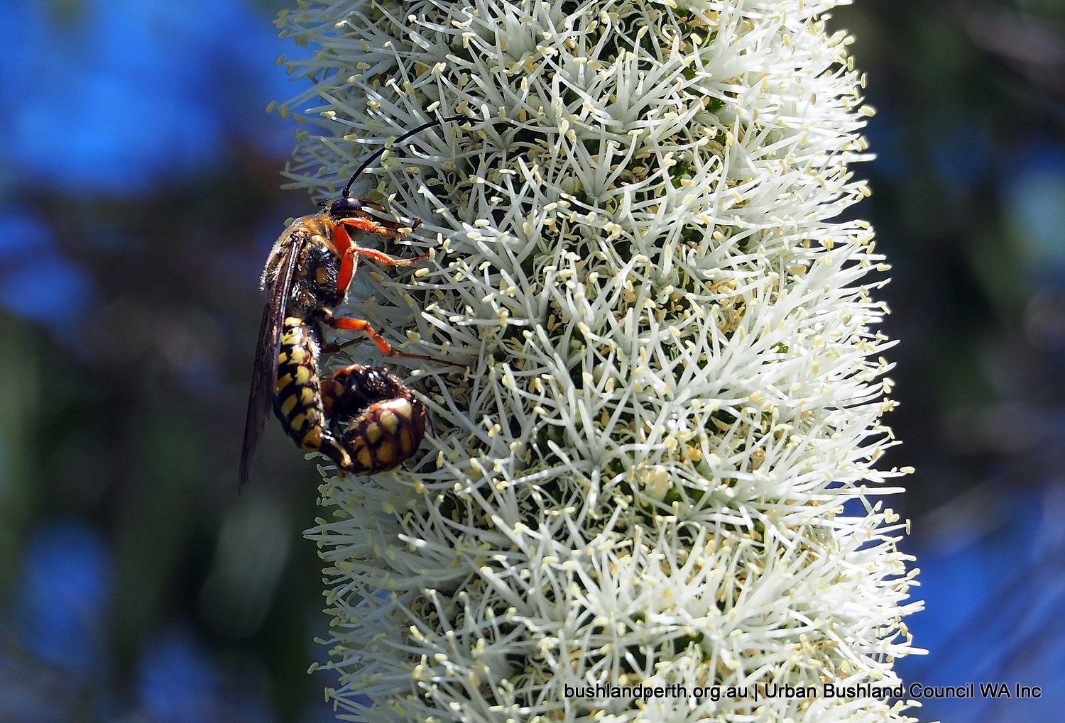 Our Wonderful Bushland Invertebrates - Urban Bushland Council WA