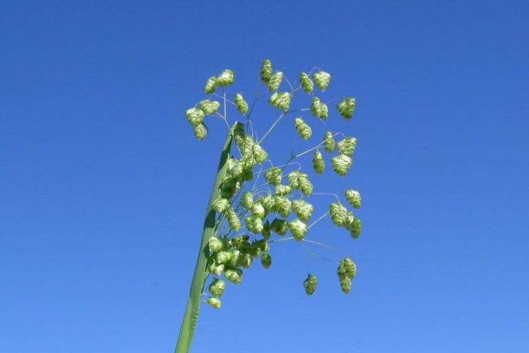 Shivery Grass - Urban Bushland Council WA