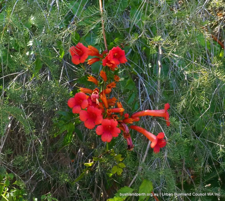 Orange Trumpet Vine - Urban Bushland Council WA