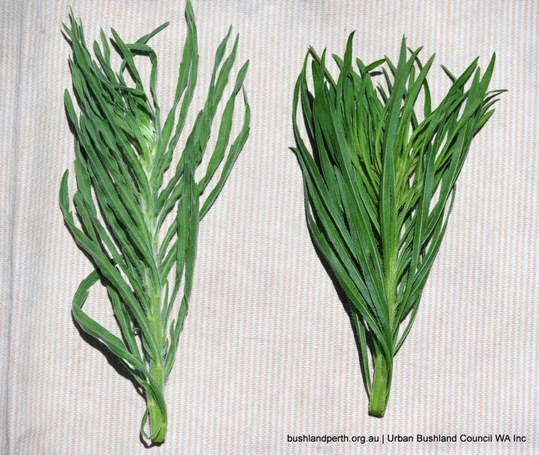 Flaxleaf Fleabane - Urban Bushland Council WA