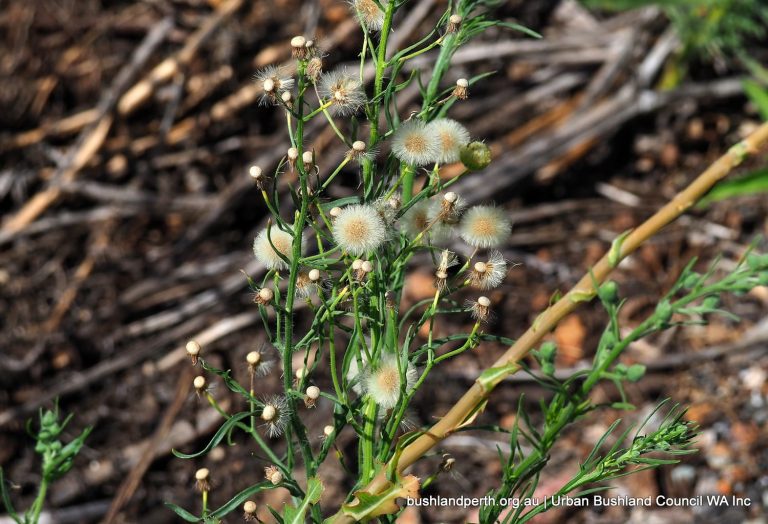 Smooth Fleabane or Fleabane - Urban Bushland Council WA