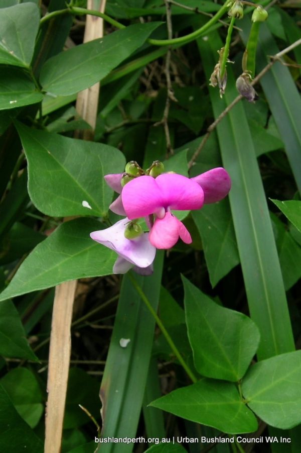 Dolichos Pea - Urban Bushland Council WA