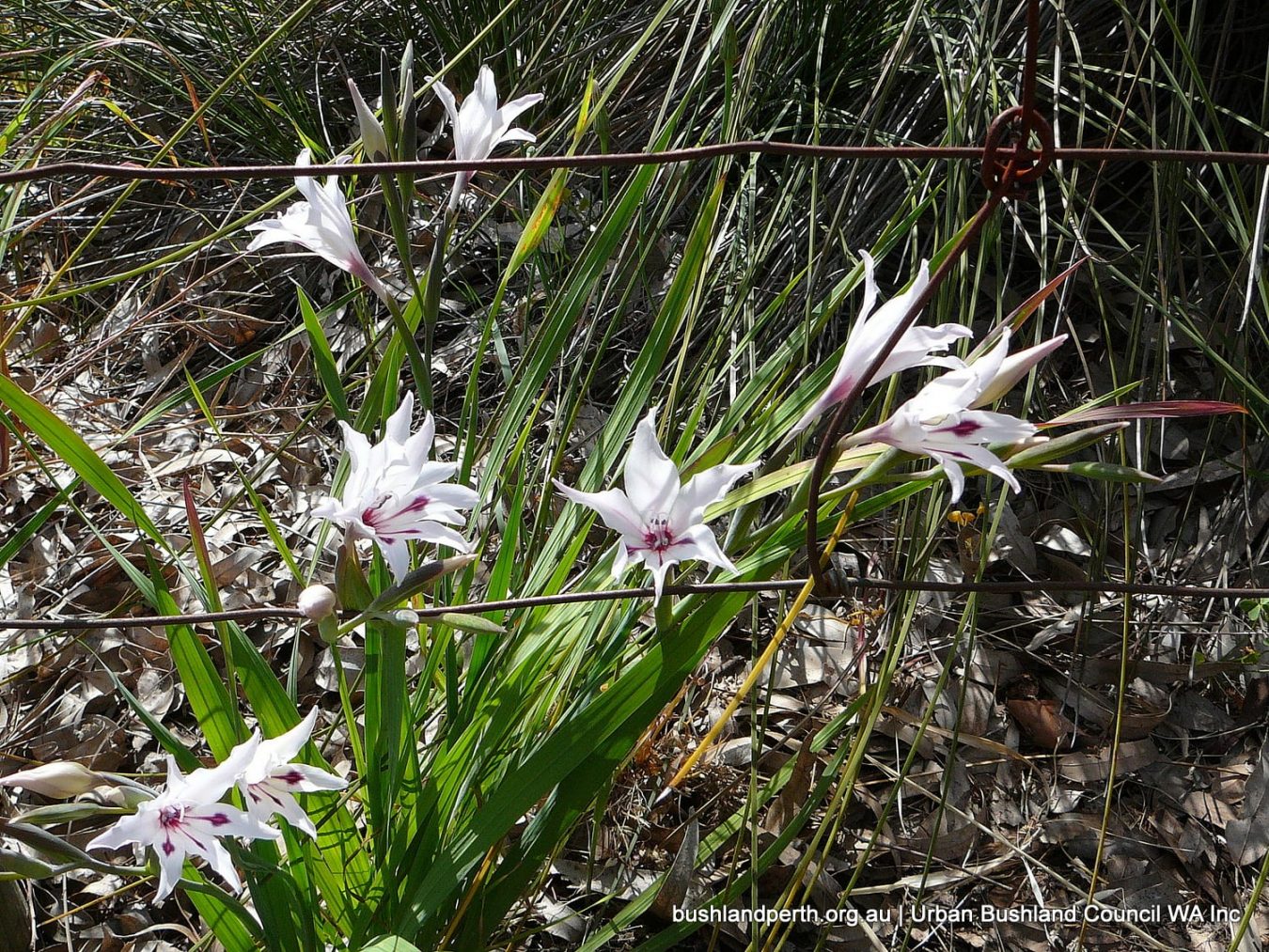 Long Tubed Painted Lady - Urban Bushland Council WA