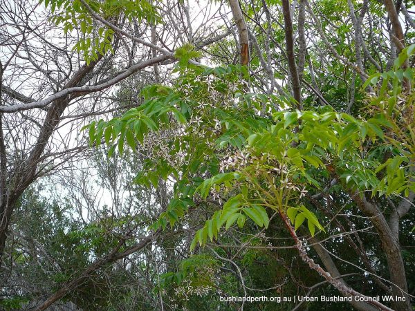 Cape Lilac or White Cedar - Urban Bushland Council WA