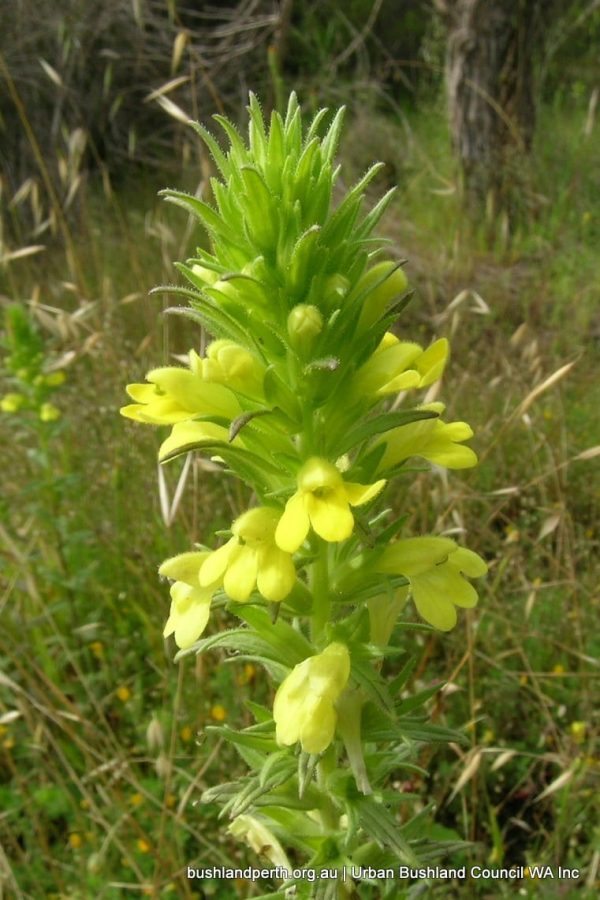 Sticky Bartsia - Urban Bushland Council WA