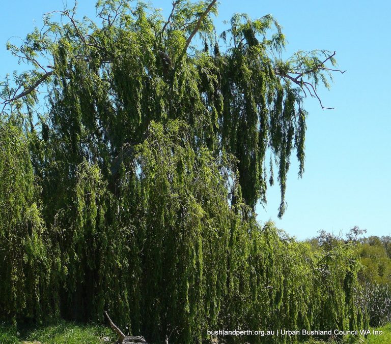 Weeping Willow - Urban Bushland Council WA