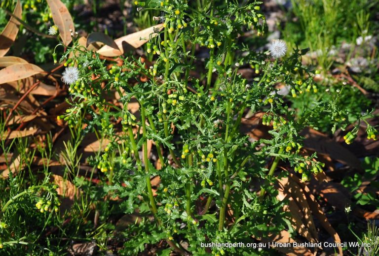 Common Groundsel - Urban Bushland Council WA