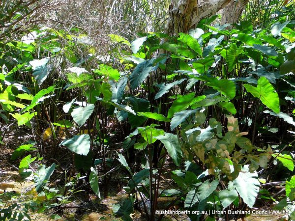 Taro - Urban Bushland Council WA