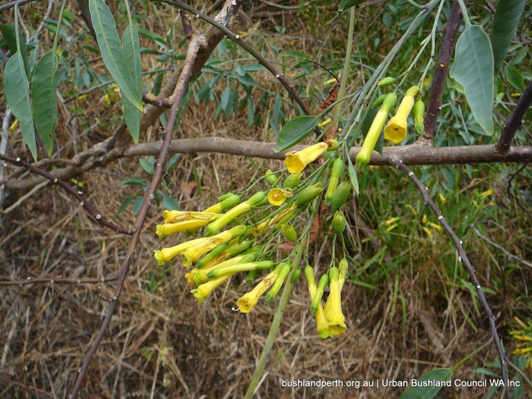 Tree Tobacco - Urban Bushland Council WA