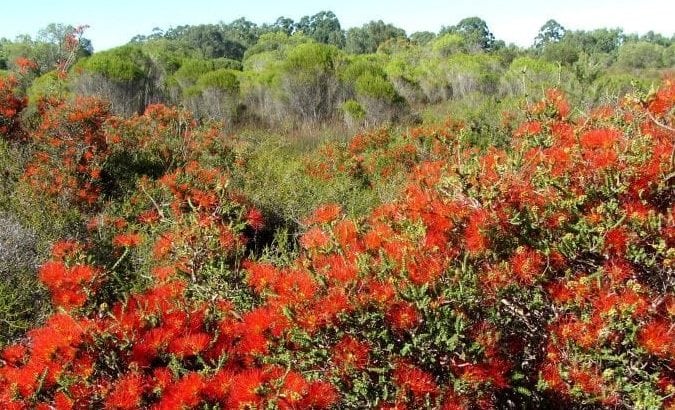 Complete Bush Forever to protect Perth’s biodiversity - Urban Bushland ...