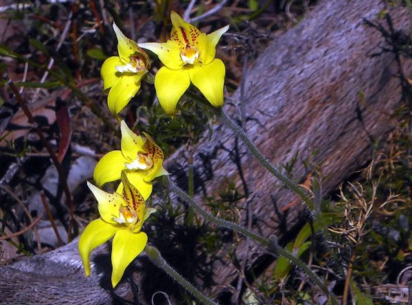 Spring Wildflowers in Perth - Urban Bushland Council WA