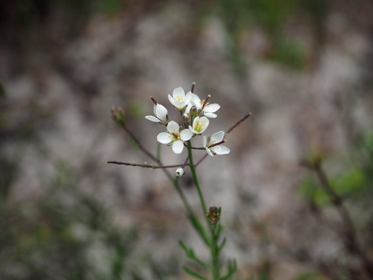 Heliophila pusilla - Urban Bushland Council WA