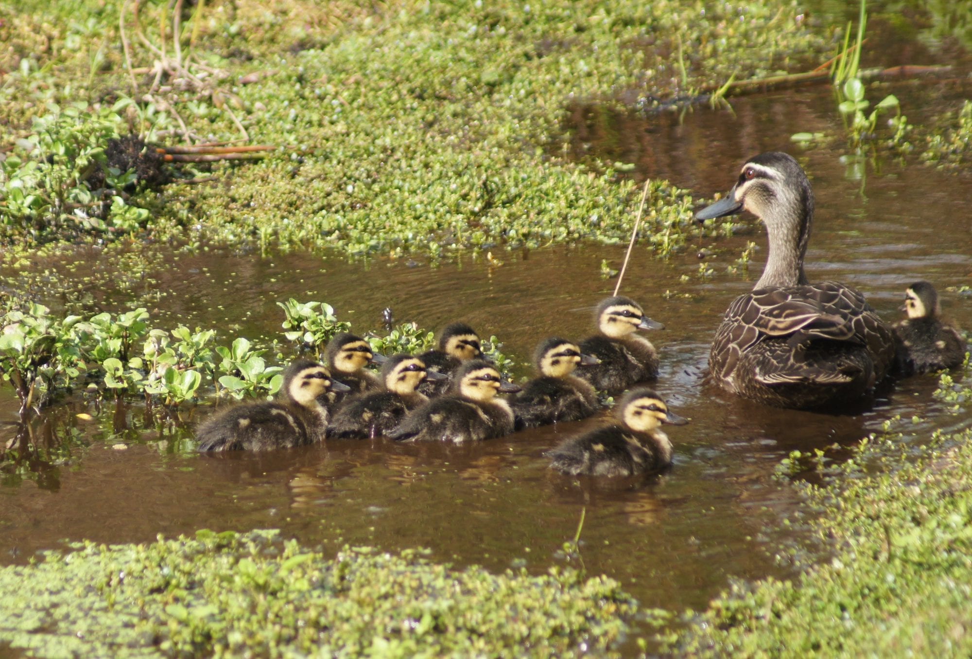 Bushland treasures close to Perth - Urban Bushland Council WA