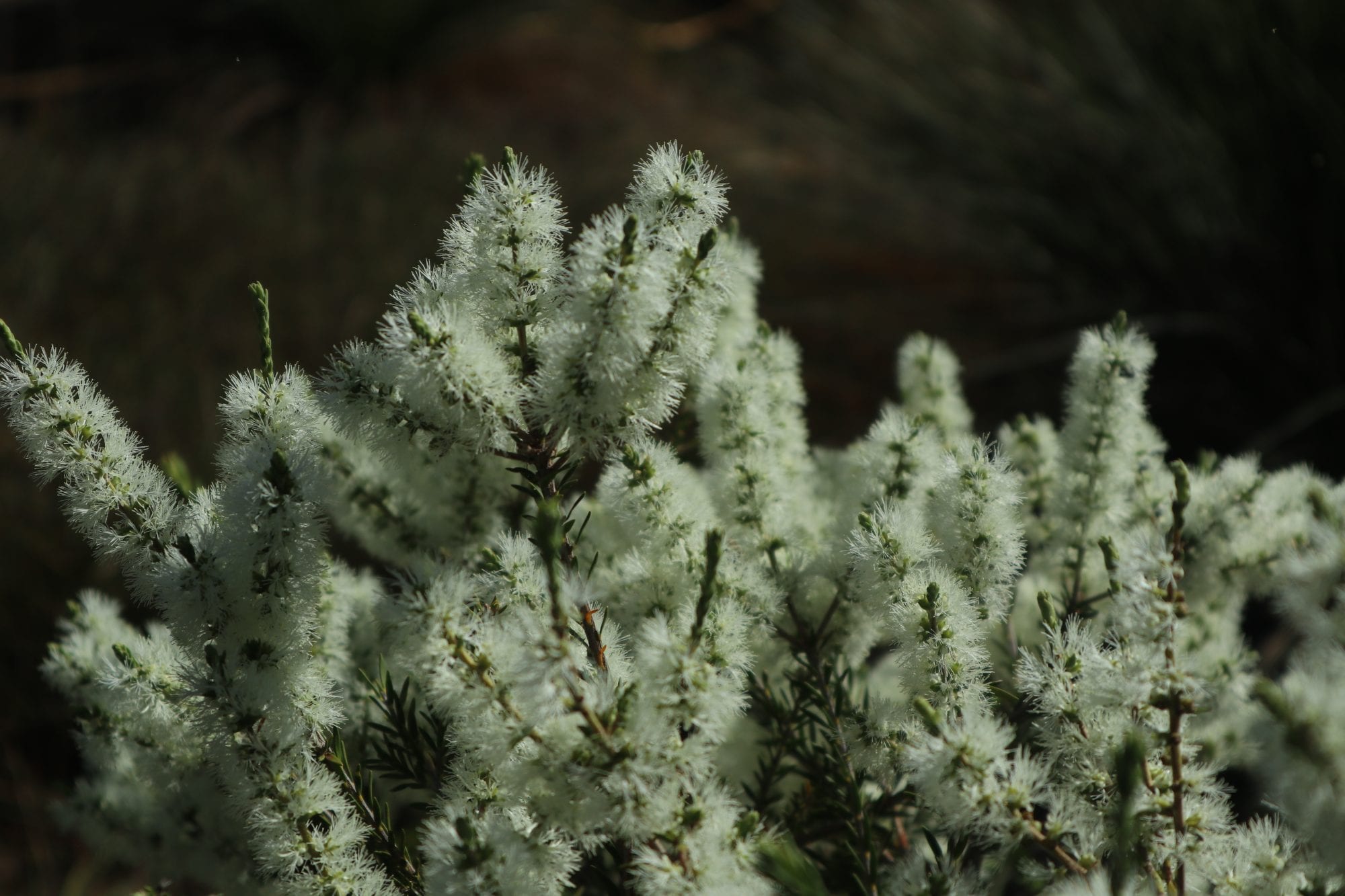 Celebrating our native Christmas tree - Urban Bushland Council WA