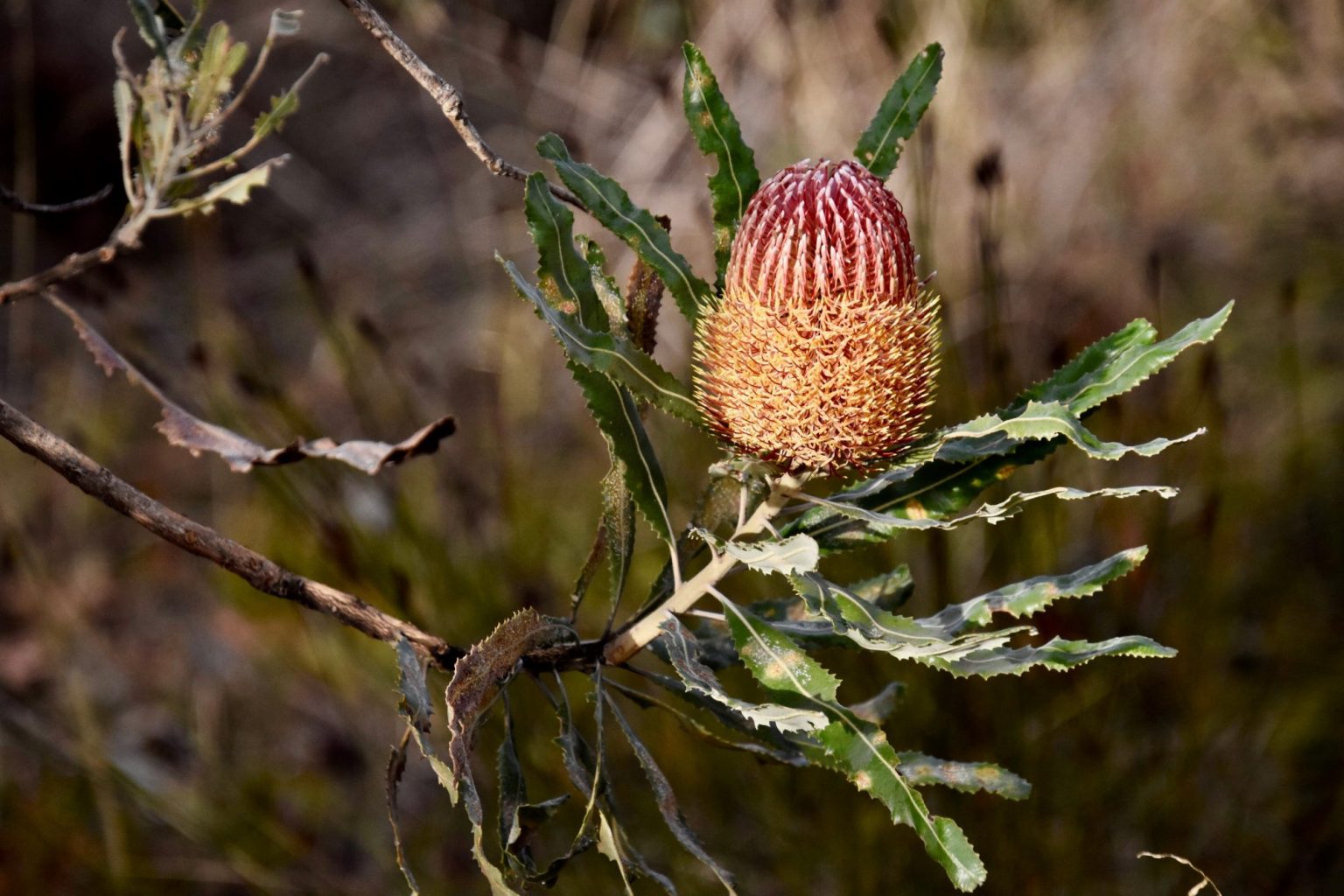 Friends of Warwick Bushland - Urban Bushland Council WA
