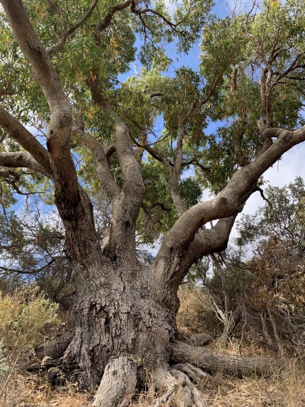 Celebrating Tuart Woodlands - Urban Bushland Council WA