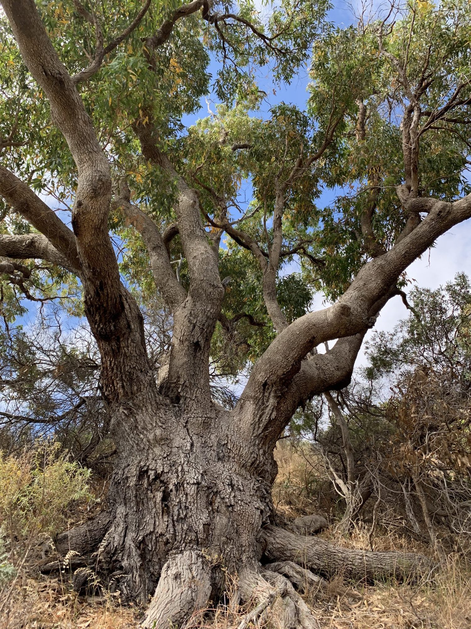 Celebrating Tuart Woodlands - Urban Bushland Council WA