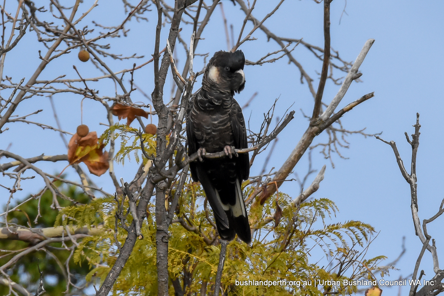 Secure Black Cockatoo Habitat - Urban Bushland Council WA