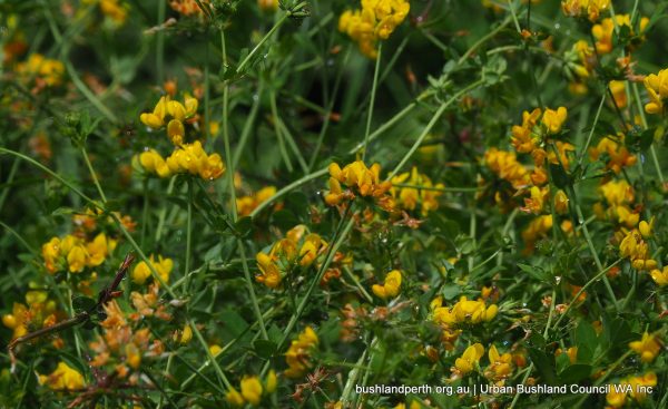 Greater Lotus - Urban Bushland Council WA
