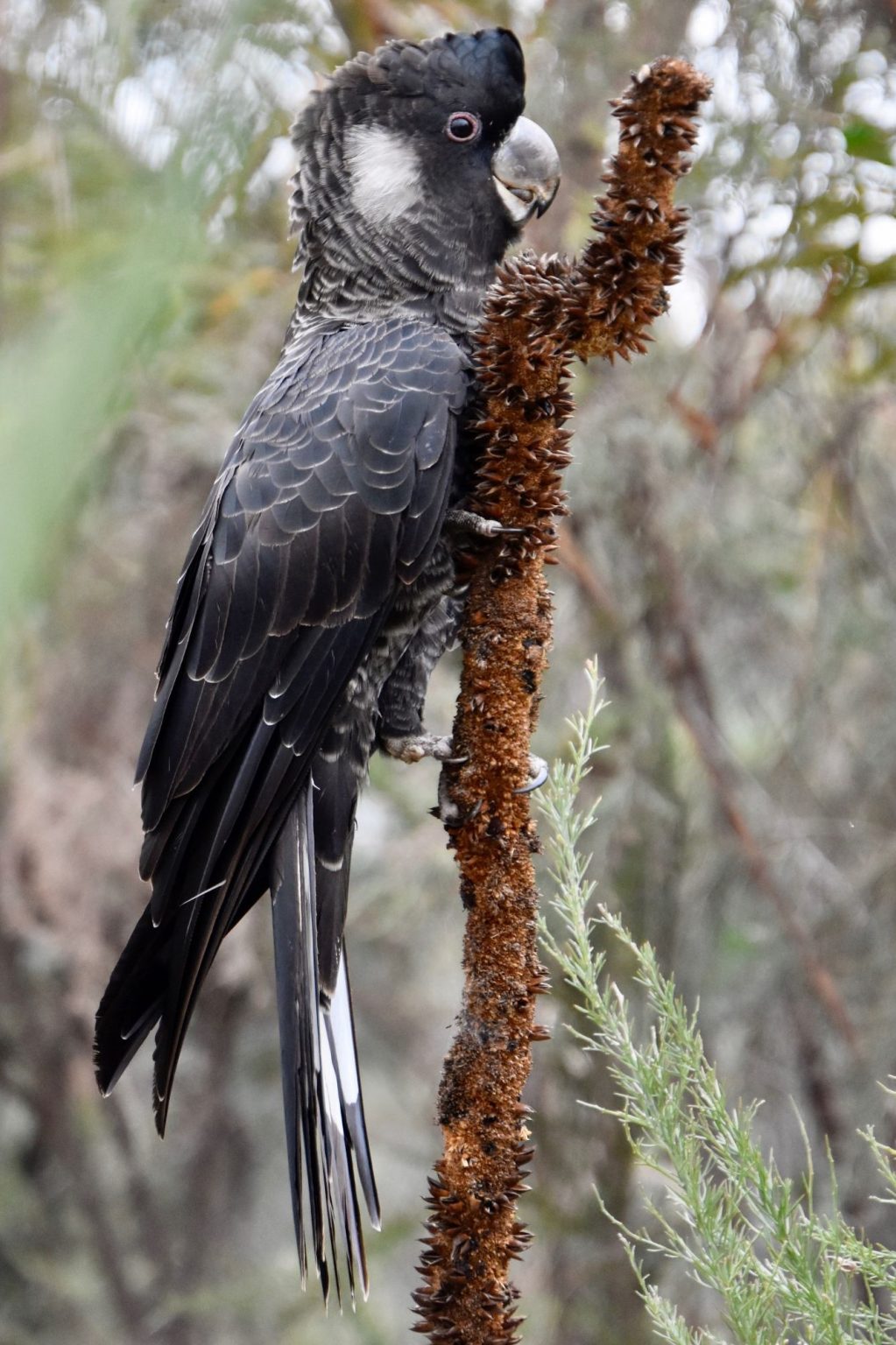 Celebrating Black Cockatoos - Urban Bushland Council WA