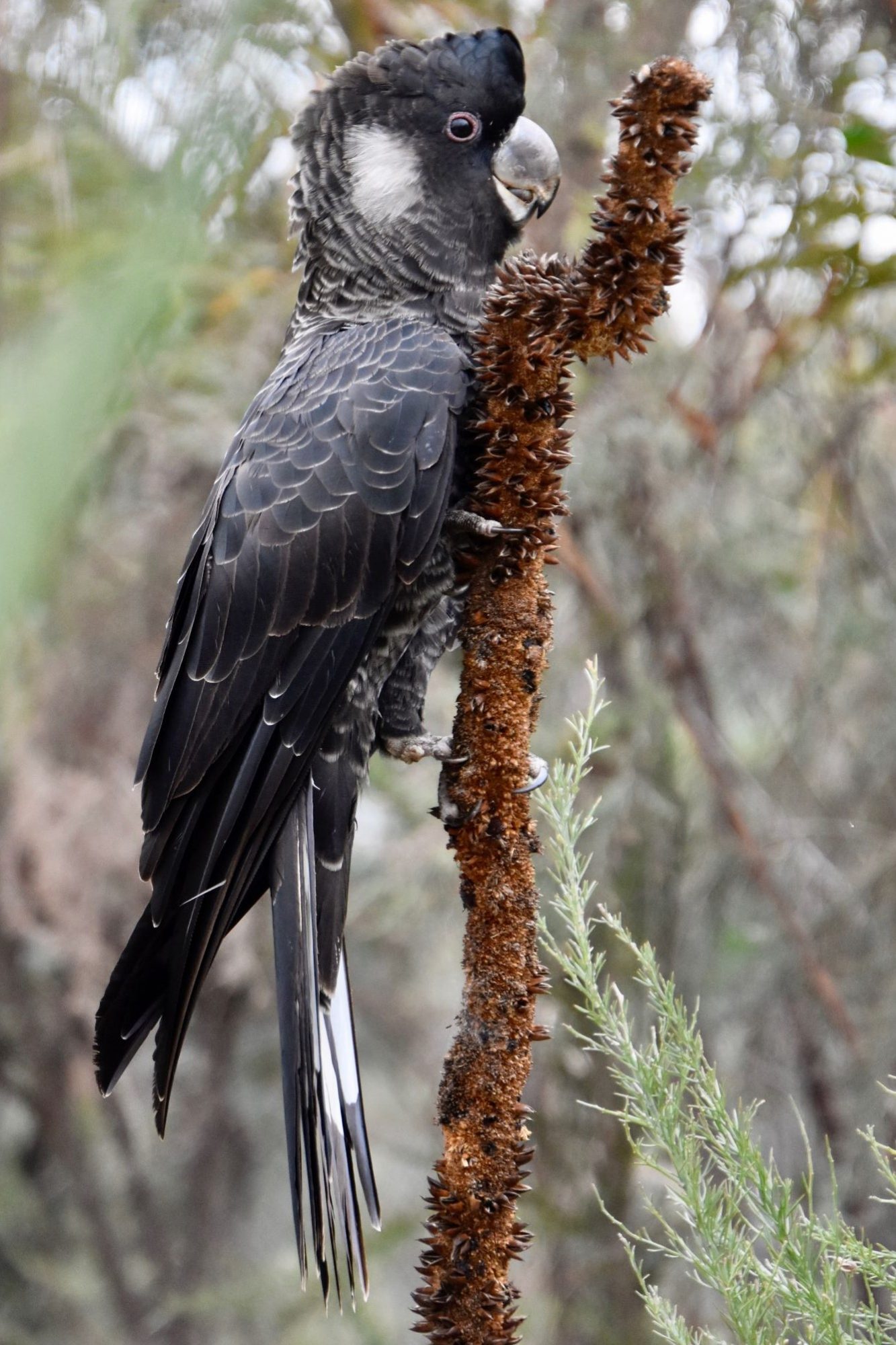 Celebrating Black Cockatoos - Urban Bushland Council WA