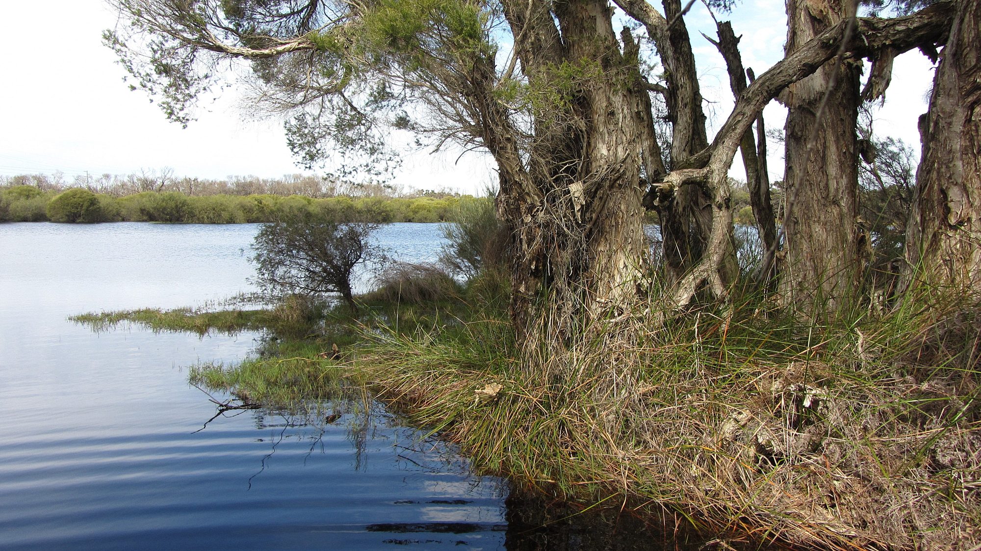 Stories from the Urban Bush Telegraph - Urban Bushland Council WA